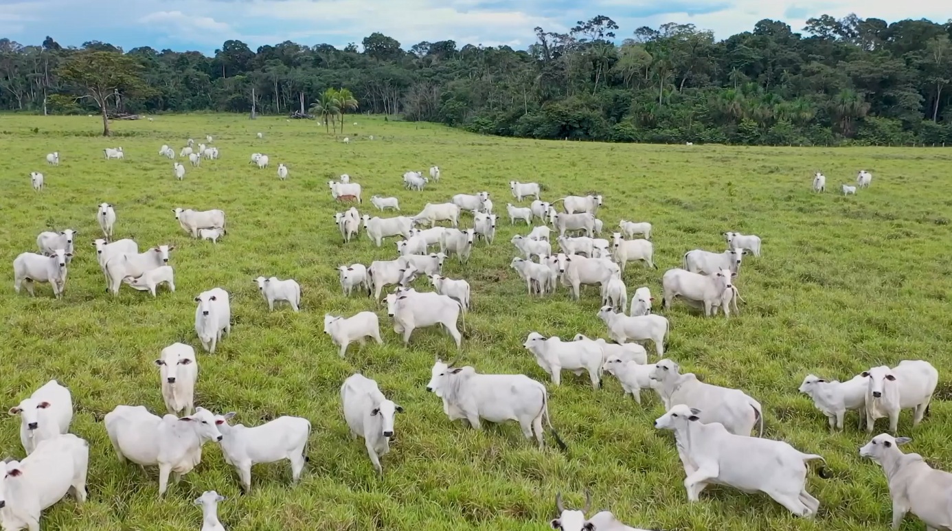 Mato Grosso amplia abate de bovinos em 43% e rejuvenesce rebanho em ...